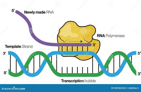 Transcriptional Cartoons Illustrations And Vector Stock Images 40