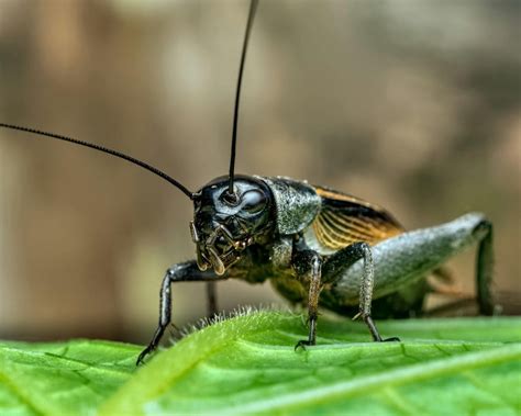 What Do Crickets Eat Naturalcare Pest Control