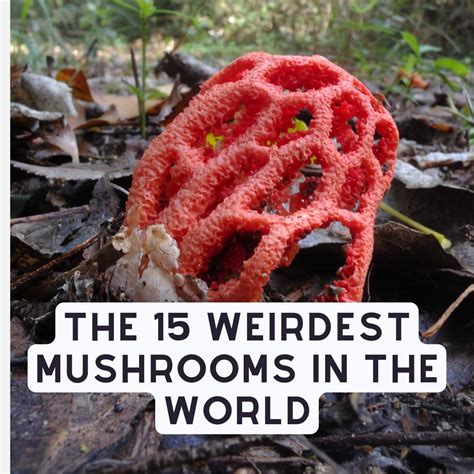 Oak Bracket Mushroom Identification And Lookalikes Mushroom Appreciation