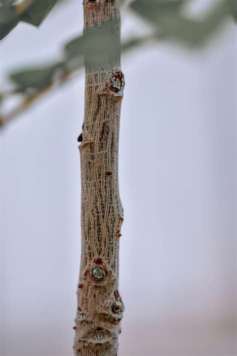 가을 가을 색 가지 경치 계절의 변화 고구마 꽃무늬 나무 나무 껍질 나무 껍질 질감 나무 줄기 나뭇잎 낙엽수 녹지 배경 버즘 나무 삼림지대