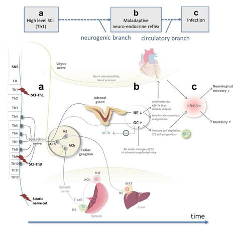 Cascade Of Events Showing How Sci Ultimately Results In Neuroendocrine