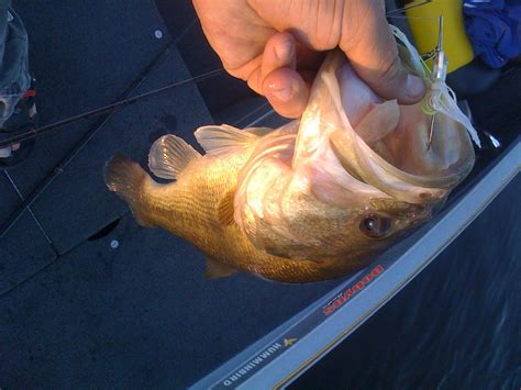 Bass In The Grasshumminbird Side Imaging Bass Fishing Forum