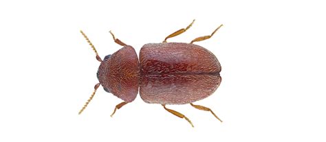 Cigarette Beetles Information About The Cigarette Beetle Conquer