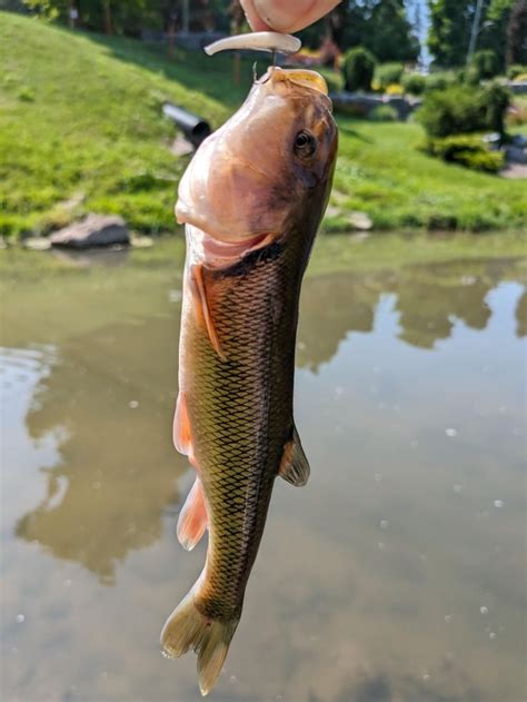 Creek Chub