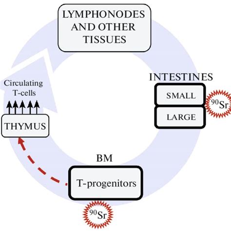 Composition Of T Lymphocytes Relative Units In The Mucosa Of The Download Scientific Diagram