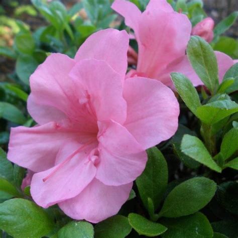 Azalea Japonica Canzonetta Florapont