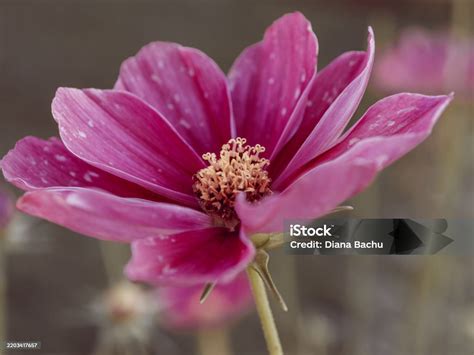 결혼식 인사말 배경 선택적 초점을 가진 분홍색 꽃 복사 공간이 있는 배경막 기프트 카드 사진 사랑의 상징 포스터 배경 텍스트를 위한 공간입니다 봄 또는 여름철 0명에 대한