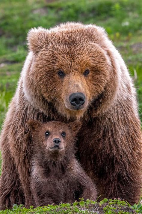 Mama Bear Brown Bear And Cub Brown Bear Bear Pictures Mother And