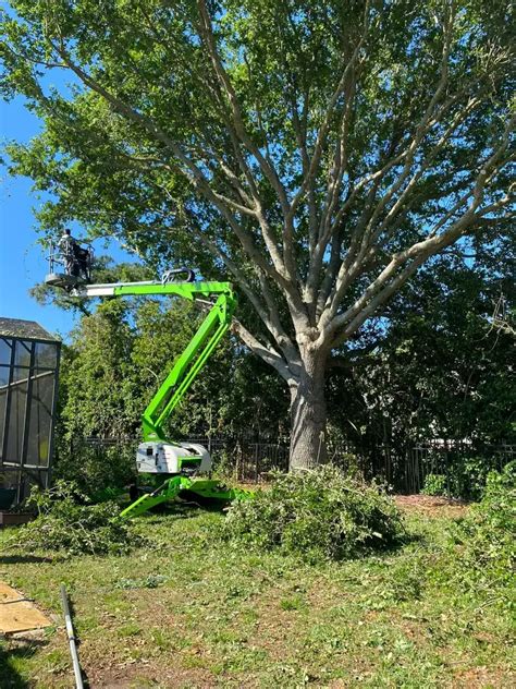 Tree Pruning Techniques Used By Pros Tree Trimming Removal Orlando