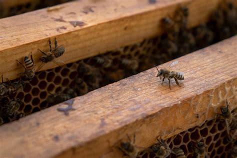 식민지 위의 벌집 나무 프레임 위에 서 있는 꿀벌의 클로즈업 0명에 대한 스톡 사진 및 기타 이미지 0명 건강한 생활방식 검은색 Istock