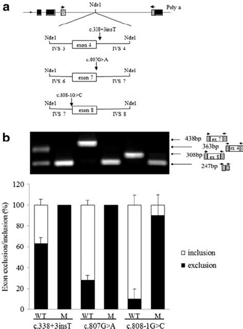Ptb Minigene Splicing Assay A Representation Of The Three Hybrid Download Scientific Diagram