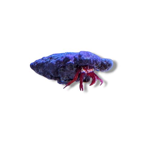 Red Leg Hermit Crab Thecoralcentre