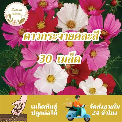 เมล็ดพันธุ์ ดาวกระจายเซนเซชั่น ดอกคอสมอส คละสี 30 เมล็ด Sensation Cosmos Flower Seed Shopee
