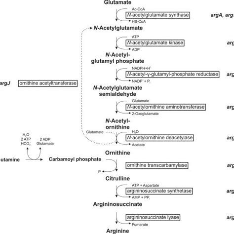 General Pathway Of Arginine Biosynthesis In Prokaryotes Including Two