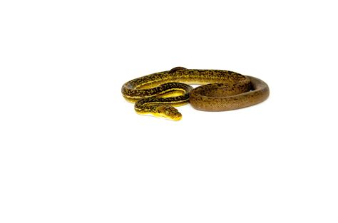 Timor Python For Sale American Reptile Distributors