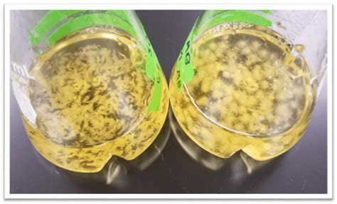 Submerged Fermentation Of Ganoderma Tsugae For The Optimized Production