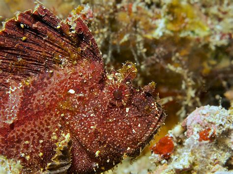 Waspfish Ok Divers Photography