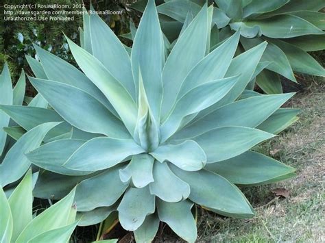 Plantfiles Pictures Agave Blue Fox Tail Agave Dragon Tree Agave