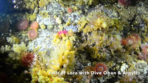 Falls Of Lora Underwater Marine Life Youtube