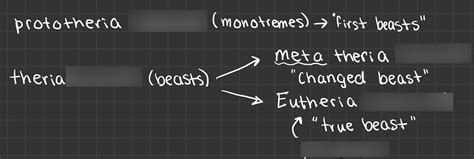 Mammal Taxonomy Diagram Quizlet