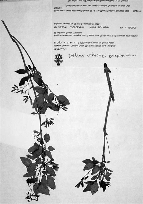 Isotipo De La Deppea Rupicola Borhidi Et Velasco Gutierrez En Jpu