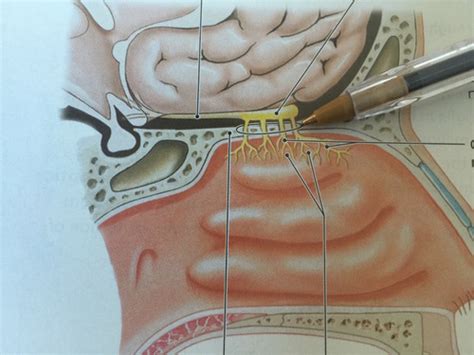 Chapter 14 Cranial Nerves Lab Exam Flashcards Quizlet
