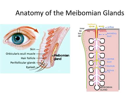 Ppt Tear Film Lacrimal And Meibomian Glands Powerpoint Presentation