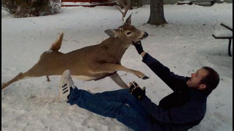 Deer Attacks Compilation Youtube