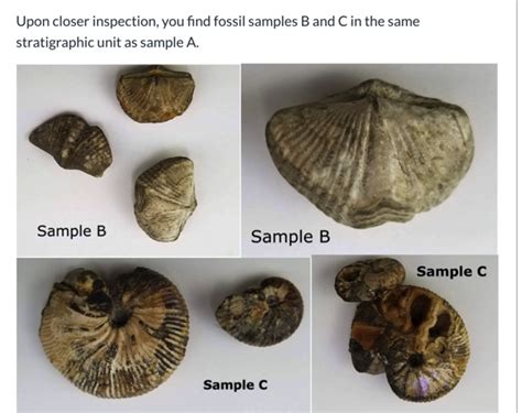 Solved What Invertebrate Index Fossil Group Does Sample B Belong To