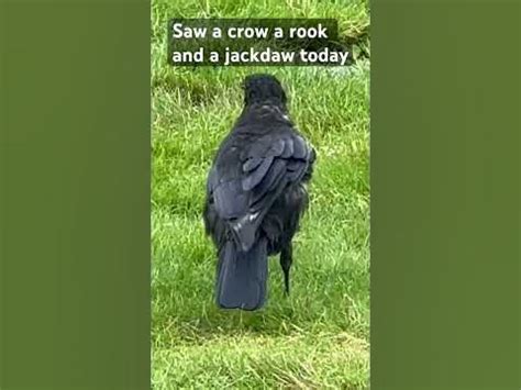 A Carrion Crow A Rook And A Jackdaw Scotland Nature Youtube