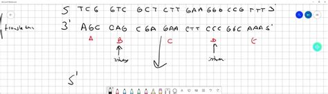 Solved Determine The Relationships Among Dna Base Sequences Mrna Base Sequences Codons