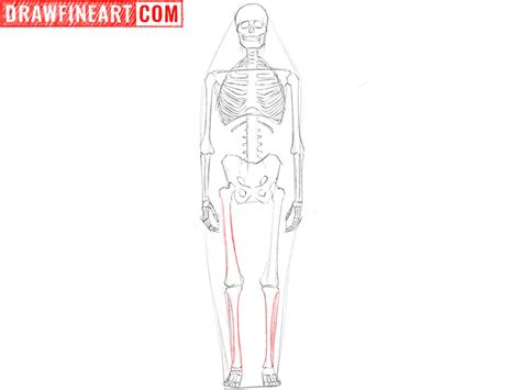 How To Draw A Skeleton Draw Fine Art