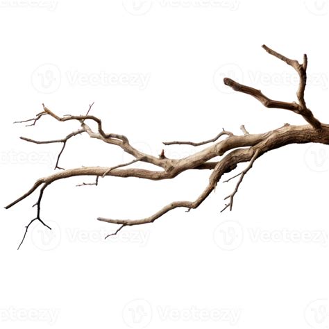Tree Branches PNGs For Free Download
