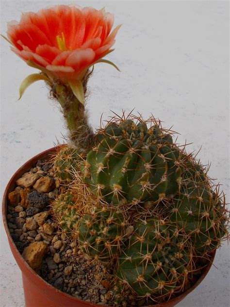 Lobbl10 Free Image Hosting Service