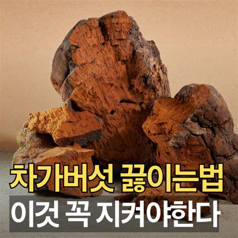 차가버섯 끓이는법 차가버섯차 효능과 건강하게 즐기는 방법 네이버 블로그