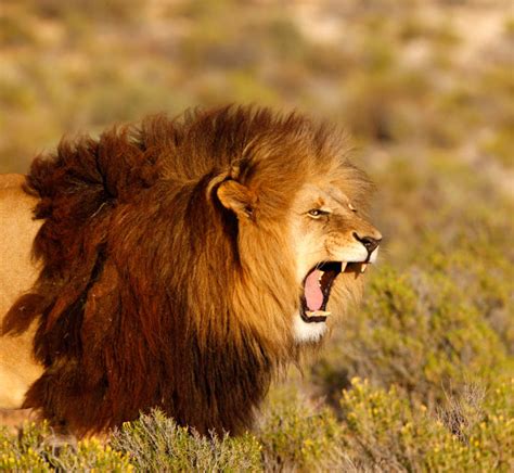 ‘사자 무리 왕위 권불십개월… 암사자만 왕국 역사에 남는다 네이버 포스트