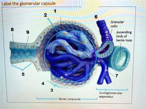 Solved Label The Glomerular Capsule Granular Cells Ascending Limb Of