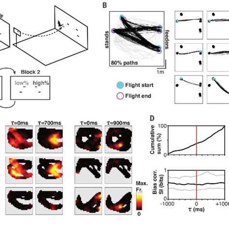 Nonlocal Spatiotemporal Coding Is Present During Goal Directed Download Scientific Diagram