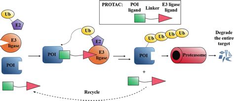 Mode Of Action Of Protacs Download Scientific Diagram