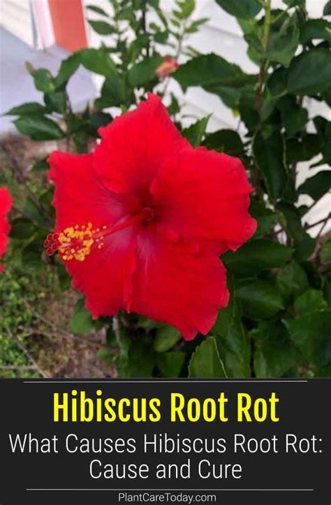 What Causes Hibiscus Root Rot Cause And Cure
