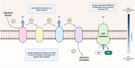 223 Electron Transport Chains College Biology I