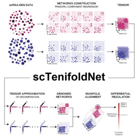 Sctenifoldnet A Machine Learning Workflow For Constructing And Comparing Transcriptome Wide