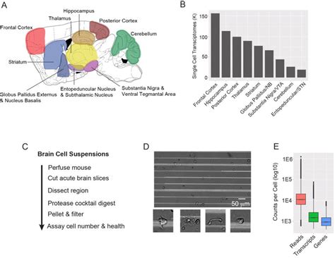 Single Cell Transcriptional Profiling Of The Adult Mouse Brain Using