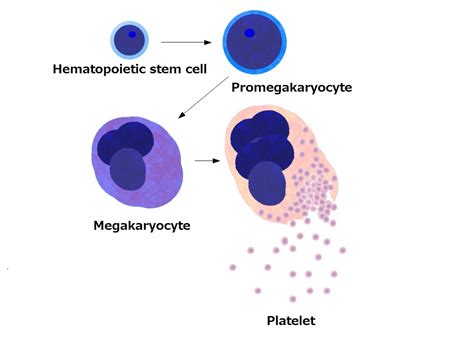 Platelets Hematology