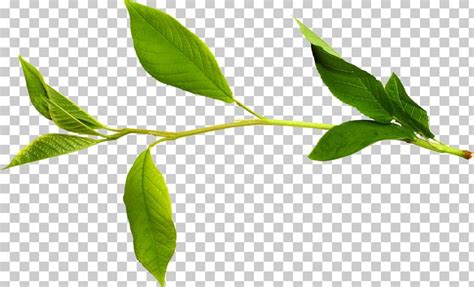 Twig Leaf Branch Tree PNG Clipart Architectural Engineering Architecture Branch Building