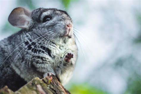The Andes Living Cloud How The Chinchillas Super Fur Redefines