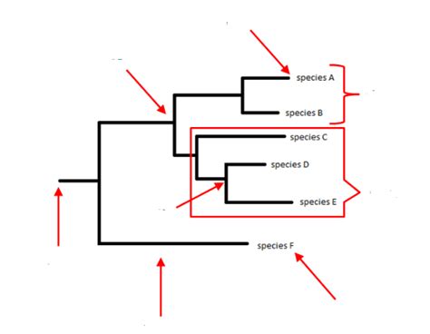 Phylogenetic Tree Diagram Lots On Exam Diagram Quizlet