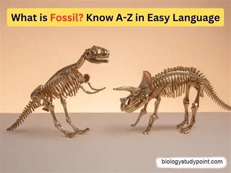 What Is A Fossil Definition Types Examples And More 2025