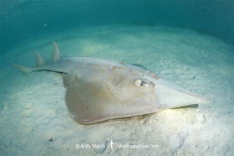 Giant Guitarfish Glaucostegus Typus