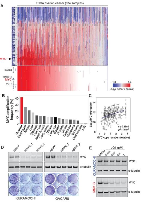 Figures And Data In Targeting Myc Dependency In Ovarian Cancer Through Inhibition Of Cdk7 And